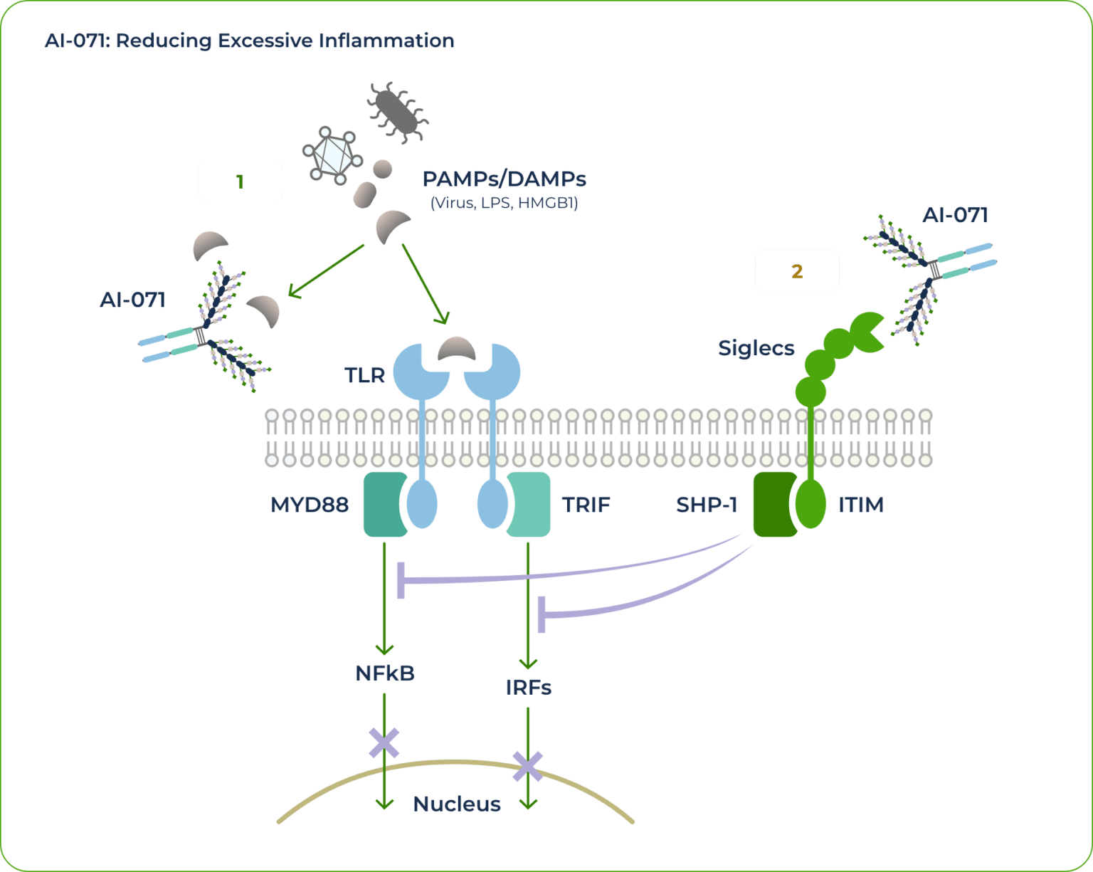Leveraging siglec antibodies to outsmart cancer | OncoC4 approach