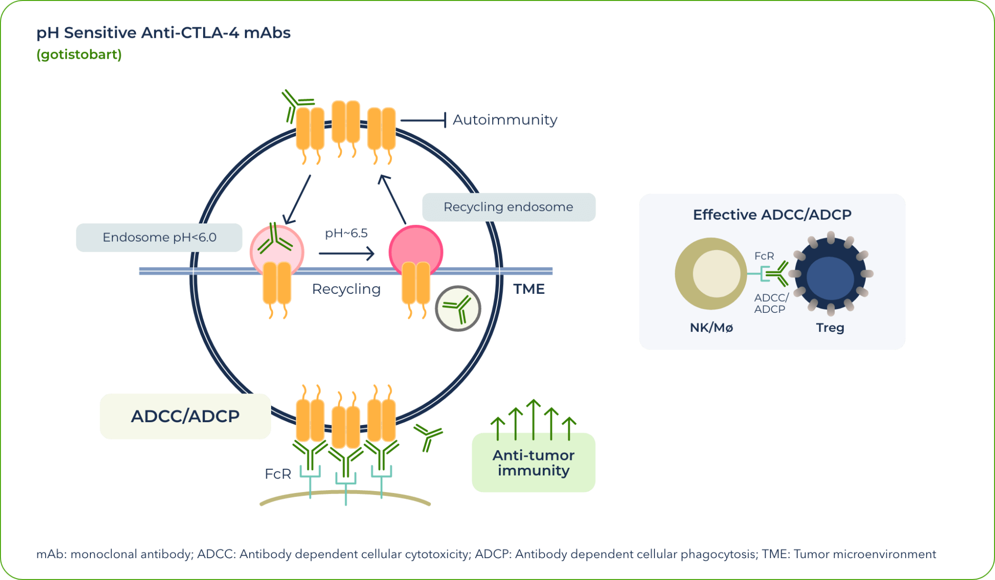 Gotistobart: A mAb for anticancer signaling | CTLA-4 Program