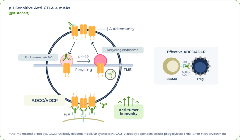 Gotistobart: A mAb for anticancer signaling | CTLA-4 Program
