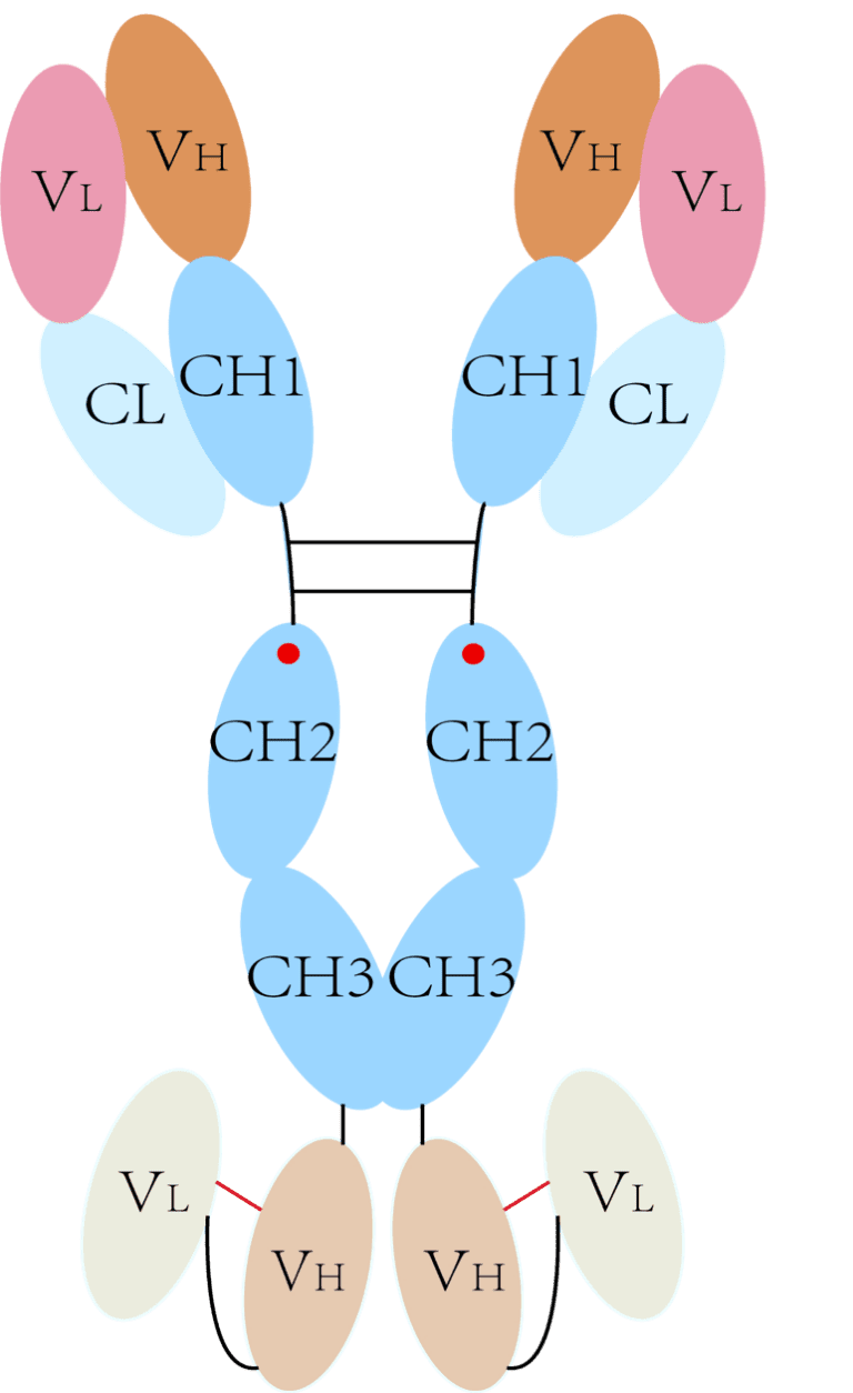 PD-1/VEGF Program | OncoC4